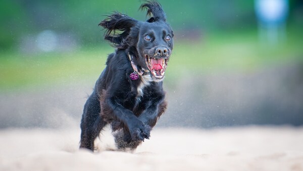 What Lies Behind Cocker Rage? - PETBOOK