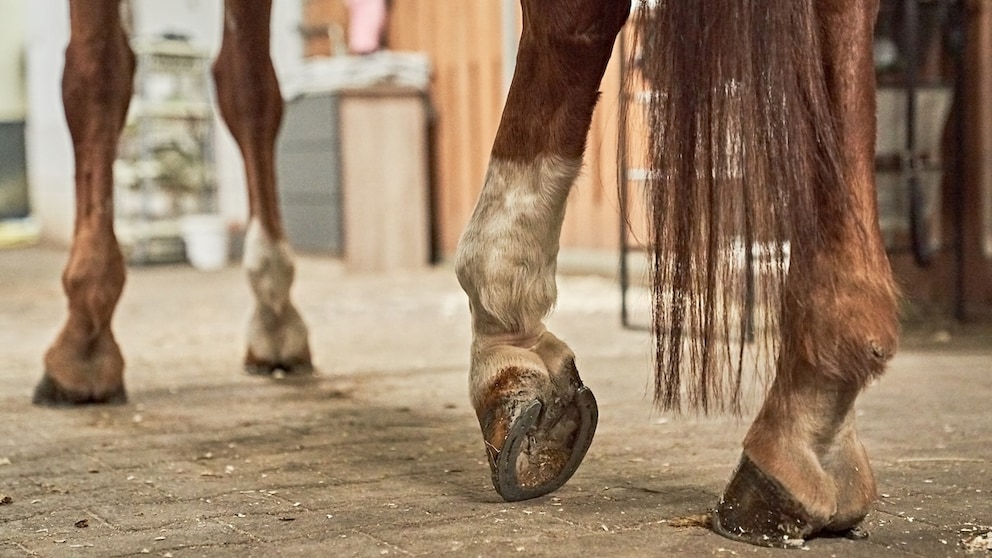 Bone Spavin in Horses: Symptoms and Treatment