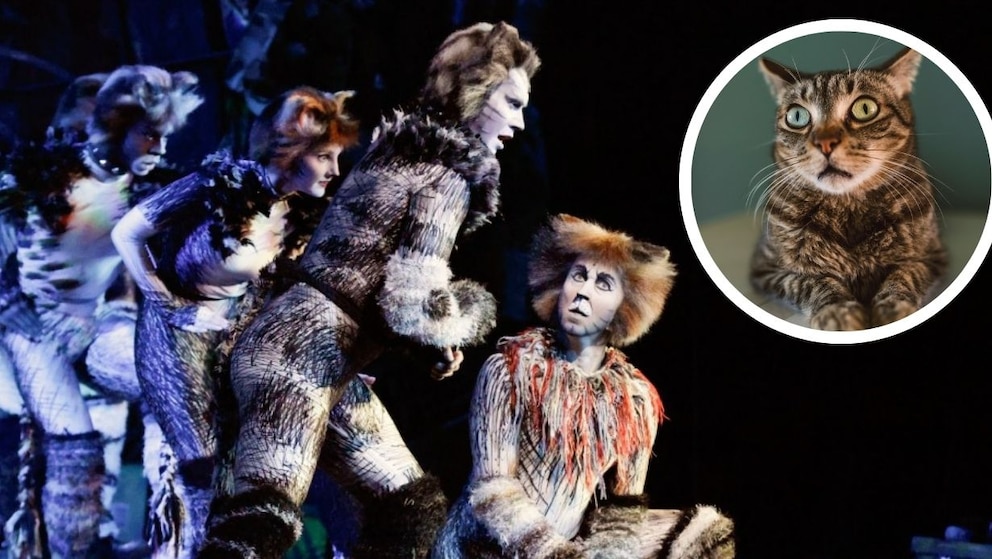 Cat Watches "Cats" Musical on TV–What Does It Really See?