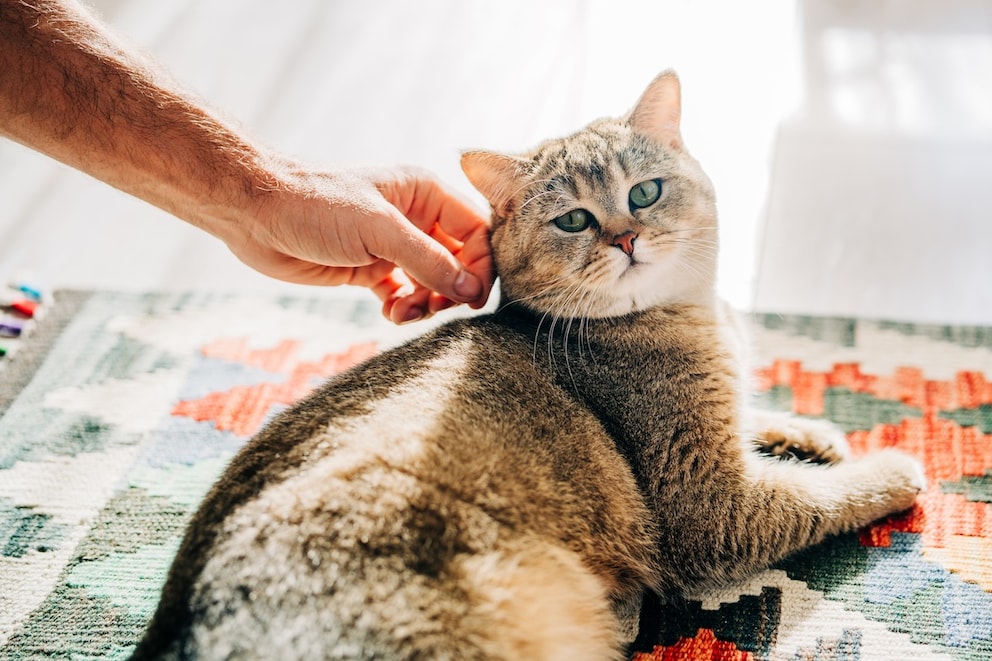 Why Some Cats Are Afraid of Men - PETBOOK