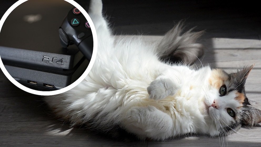 Cat Uses PlayStation as a Lounging Spot and Even Claims It