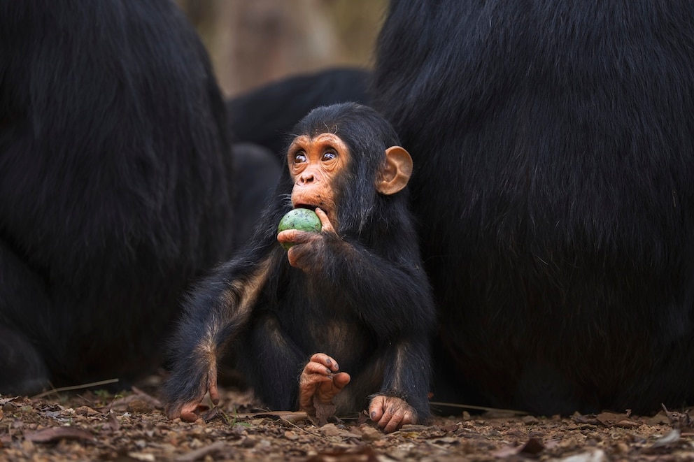 Chimpanzee Offspring Are Sometimes Smarter Than Their Parents