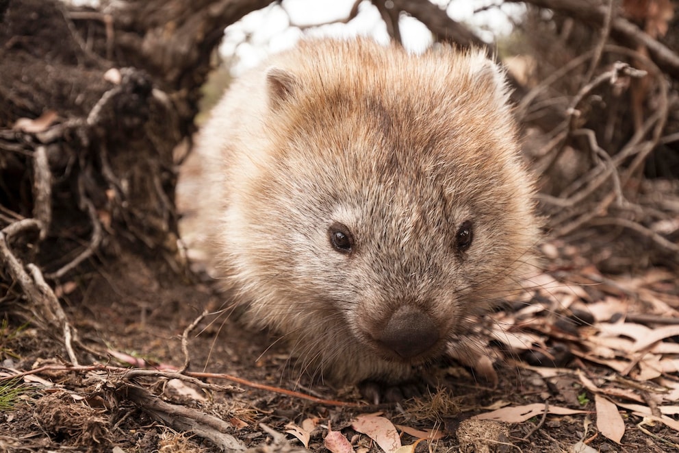 Why Wombat Poop Is Cube-Shaped and Other Facts
