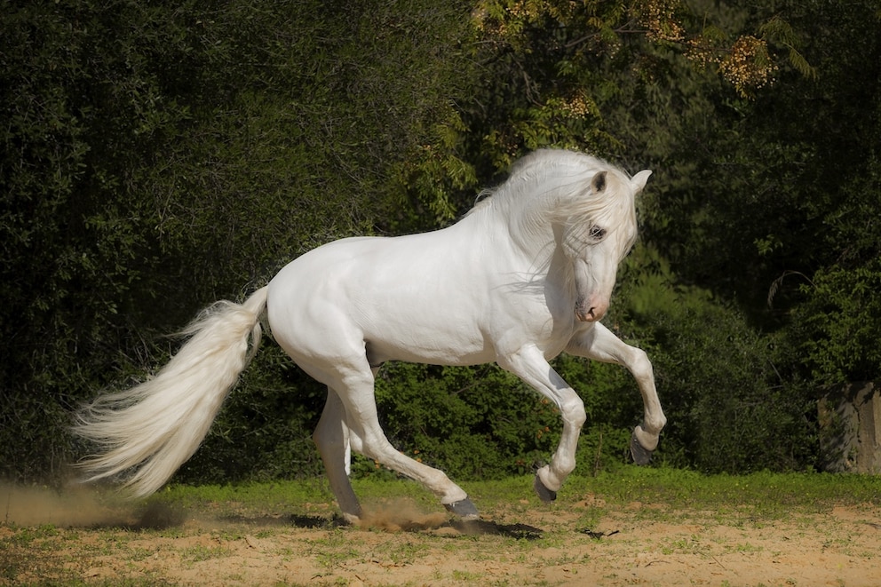 Andalusians: Appearance, Temperament and Care - PETBOOK