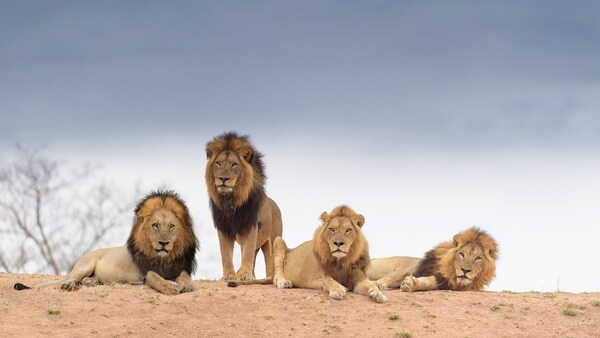How Long Do Lions Live? - PETBOOK