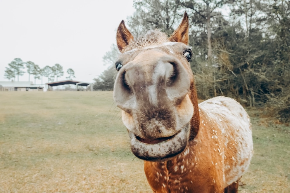 How Do Horses Say "Hello"? - PETBOOK