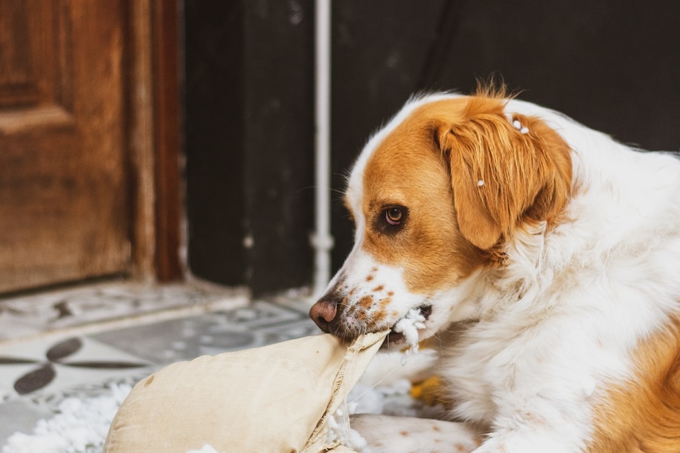 Pica Syndrome in Dogs: Symptoms, Causes and Treatment