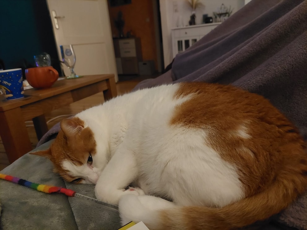 Are Cats Really Cuddlier in Winter? - PETBOOK