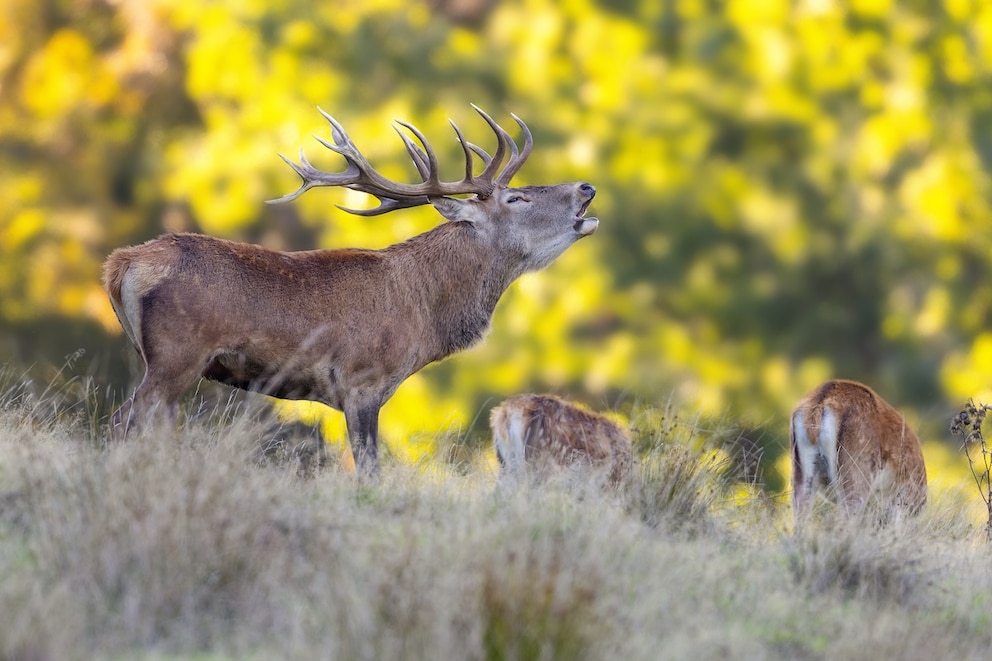 The Red Deer Is Germany's Animal of the Year 2026