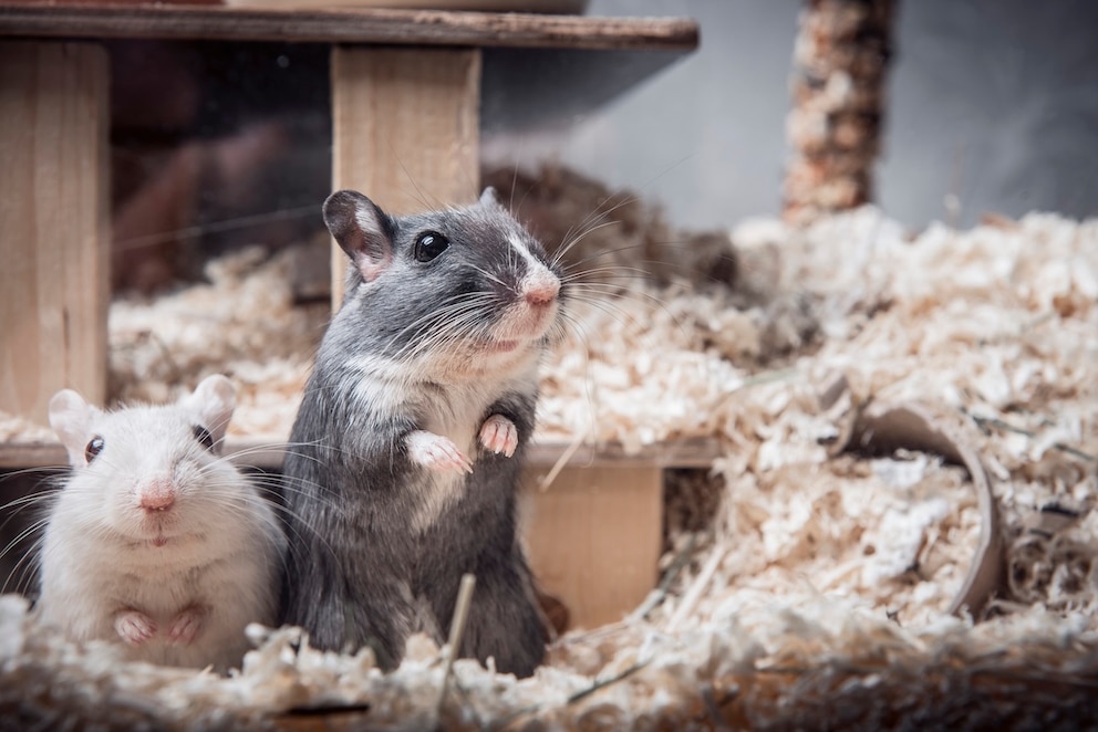 How Long Do Mice Live? - PETBOOK