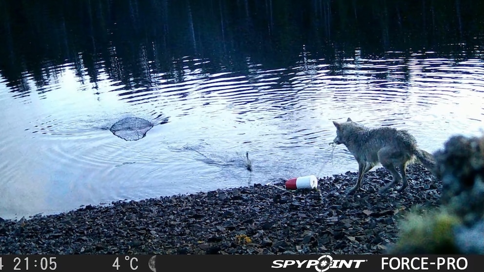 Do Wolves Use Tools? Researchers Find First Clue