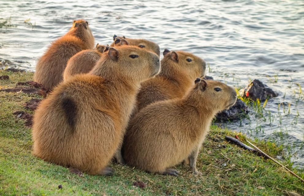 13 Fascinating Facts About Capybaras