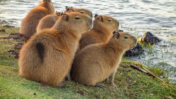 13 Fascinating Facts About Capybaras