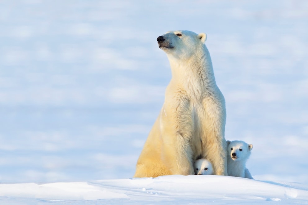 Polar Bears Adapt to Warmer Climate, Research Shows
