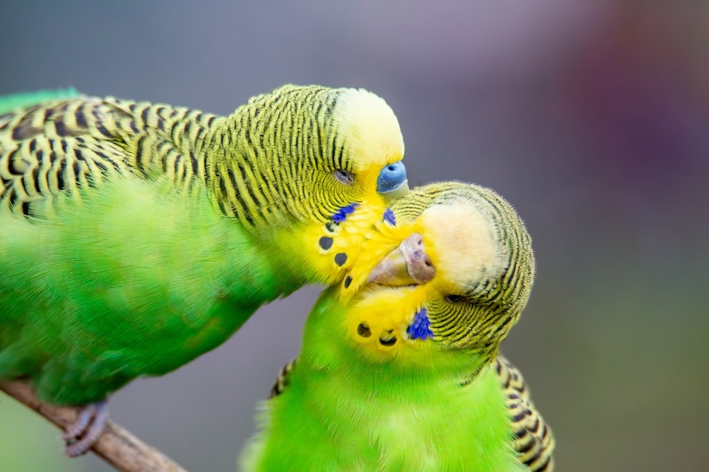 Determining the Sex of a Budgerigar Made Easy - PETBOOK