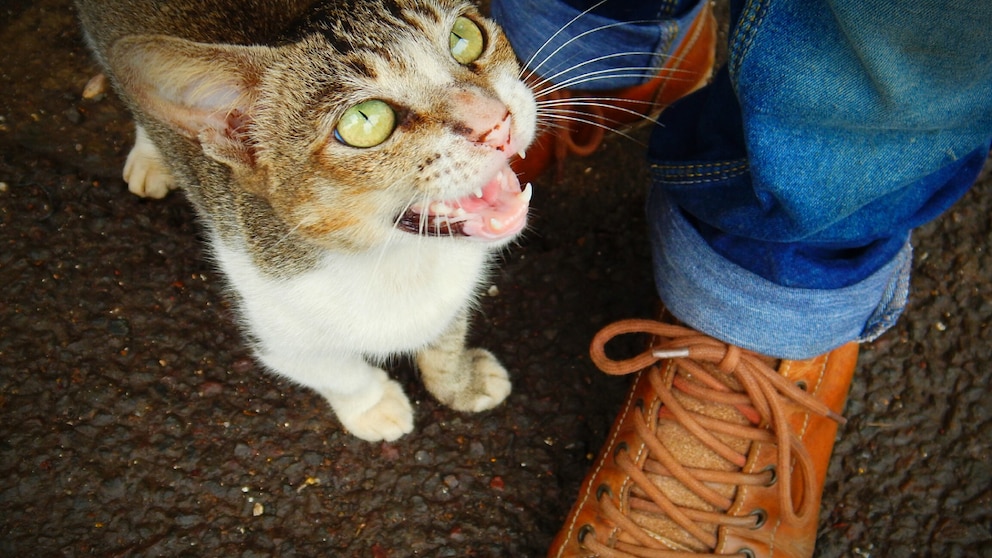 Cats Meow More at Men–Here's Why