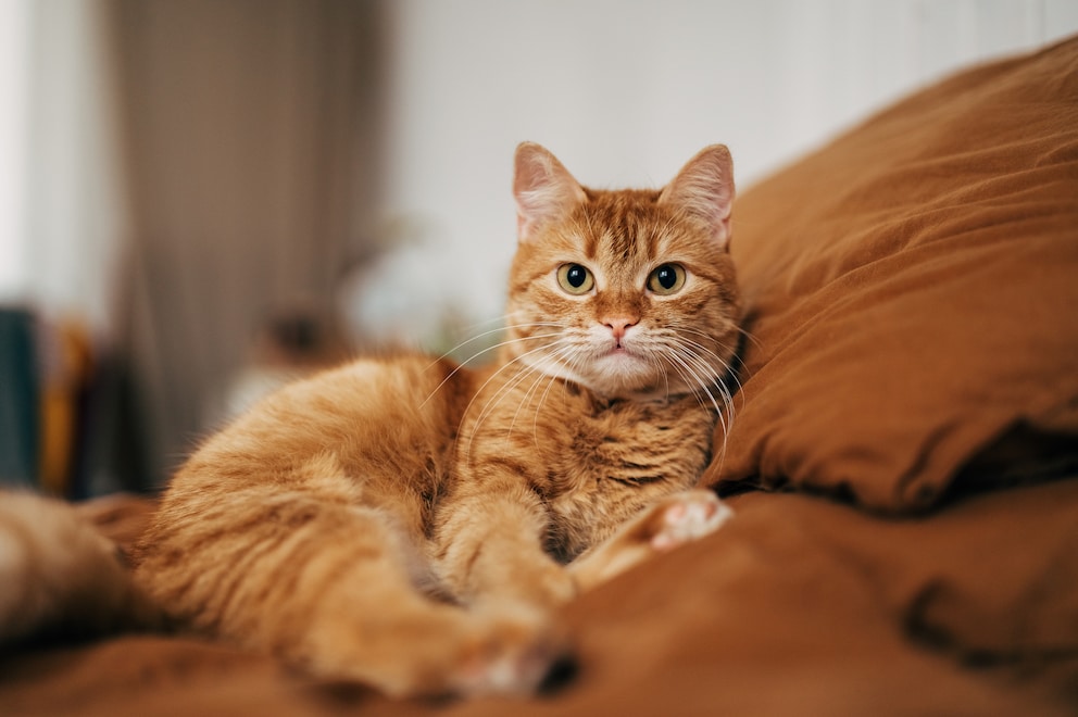 Our Mood Affects How We Perceive Cats - PETBOOK