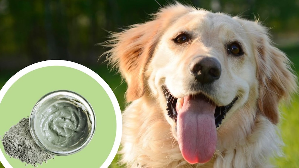 How Healing Clay Can Help Dogs with These Problems - PETBOOK