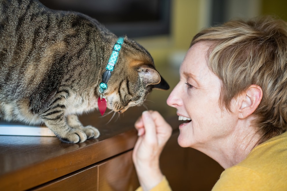Do Cats Understand Us When We Meow at Them? - PETBOOK