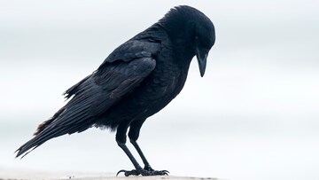 Crows and Death: What Their "Funerals" Reveal