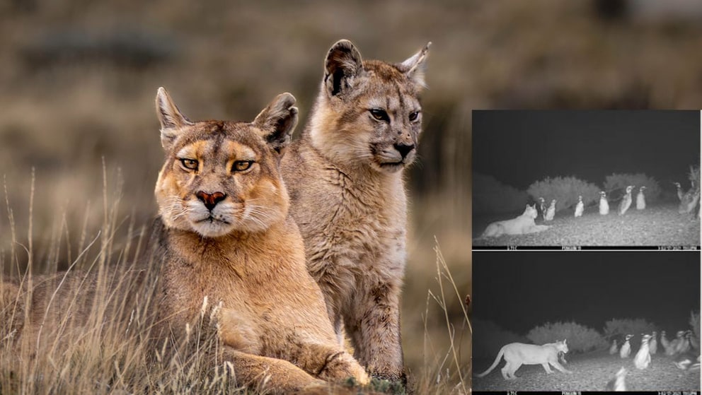 Why These Pumas Are Suddenly Eating Penguins