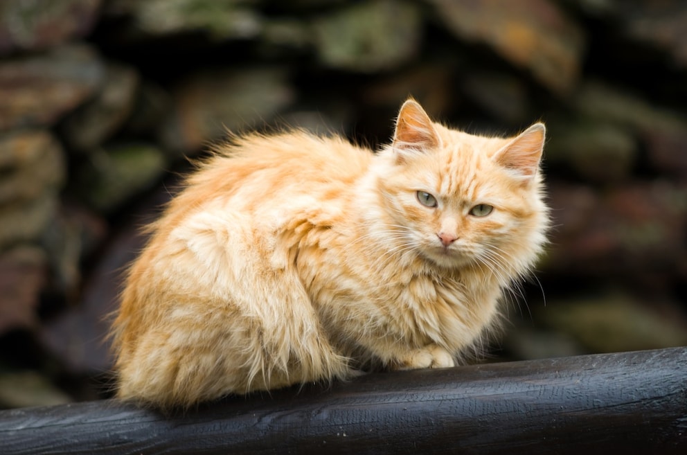Spondylosis in Cats: Causes, Treatment, Symptoms