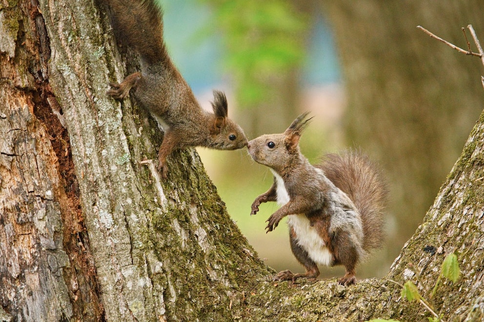 How Long Do Squirrels Live? - PETBOOK
