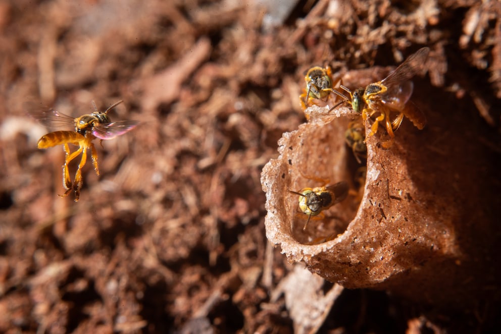 Stingless Bees Granted Rights as the World's First Insects - PETBOOK