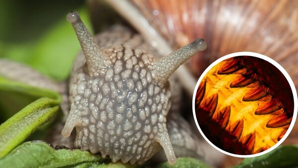 Did You Know? This Snail Has 40,000 Teeth - PETBOOK