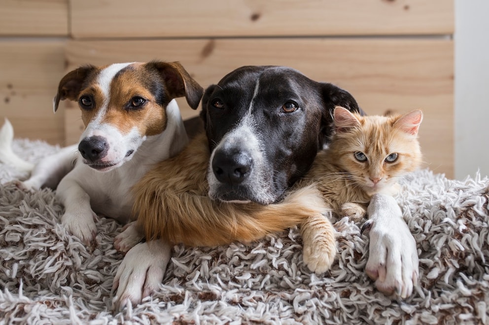 Do Pets Make Us Happier? Study Reveals a Surprise