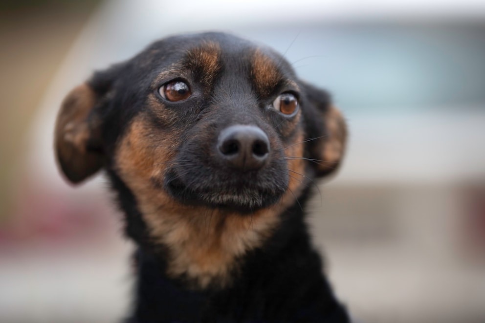 Recognizing Hypersensitivity in Dogs - PETBOOK