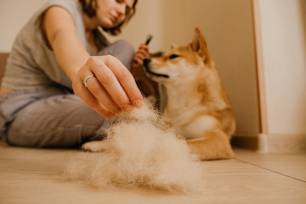 Hair Loss in Dogs: Causes and Treatment