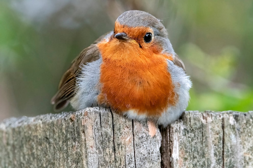 Why Robins Are Seen More Often in Winter Than in Summer
