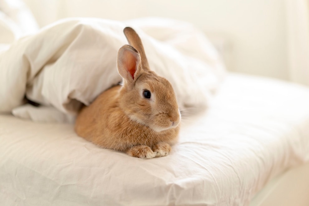 What the Position of a Rabbit's Ears Means