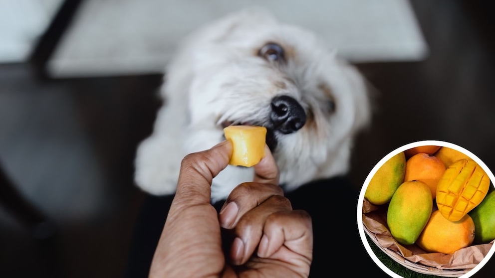 Can dogs actually eat mango? - PETBOOK