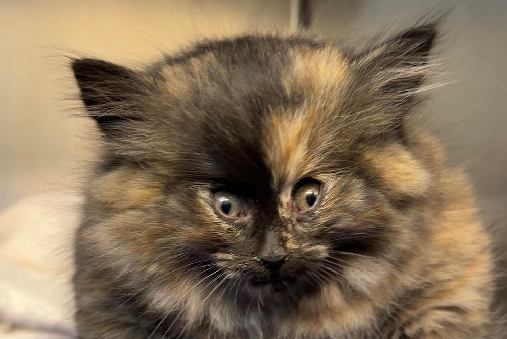 Pufferfish Cat Zoe: How She's Doing Today
