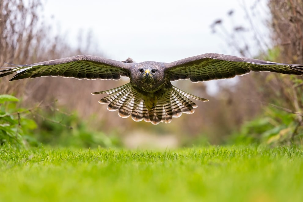 Buzzard Attacks People–Expert Explains Behavior