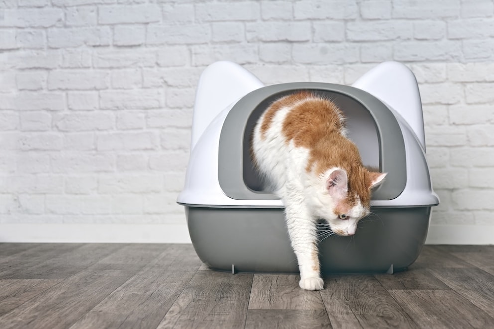 Why Cats Get Diarrhea and What's Behind It