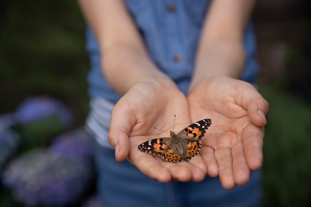 Disgusting Truth: Why Butterflies Land on People - PETBOOK