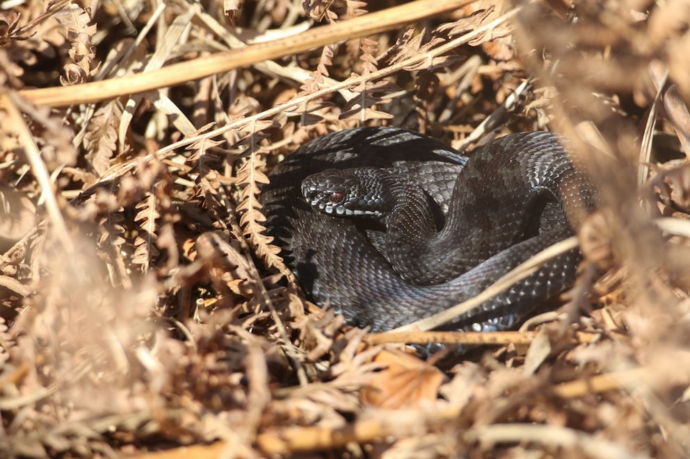 Rare but Deadly: How Dangerous Is the Black Adder?