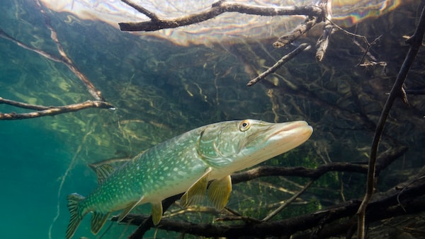 Do Fish Actually Need to Drink Water? - PETBOOK