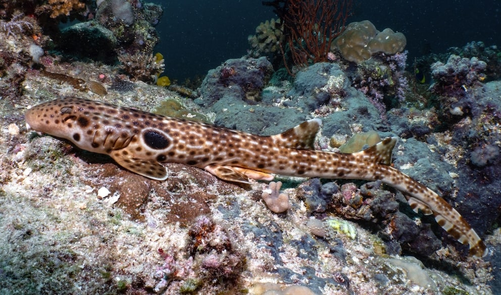 Researchers Discover New Shark Species That Prefers Walking to Swimming ...