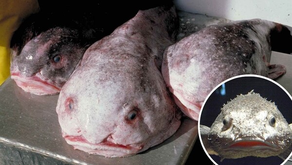 Why the Blobfish Doesn't Actually Look Like That - PETBOOK