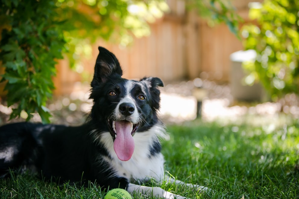 Why Many Dogs Are More Irritable in Summer Than in Winter