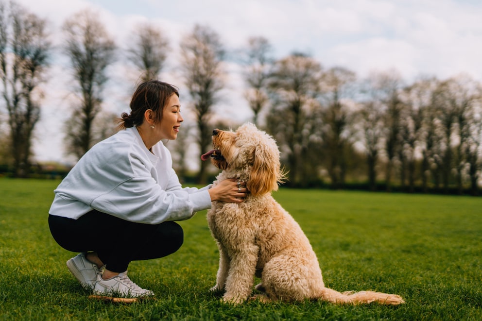New Study on Dogs: What They Understand Without Words