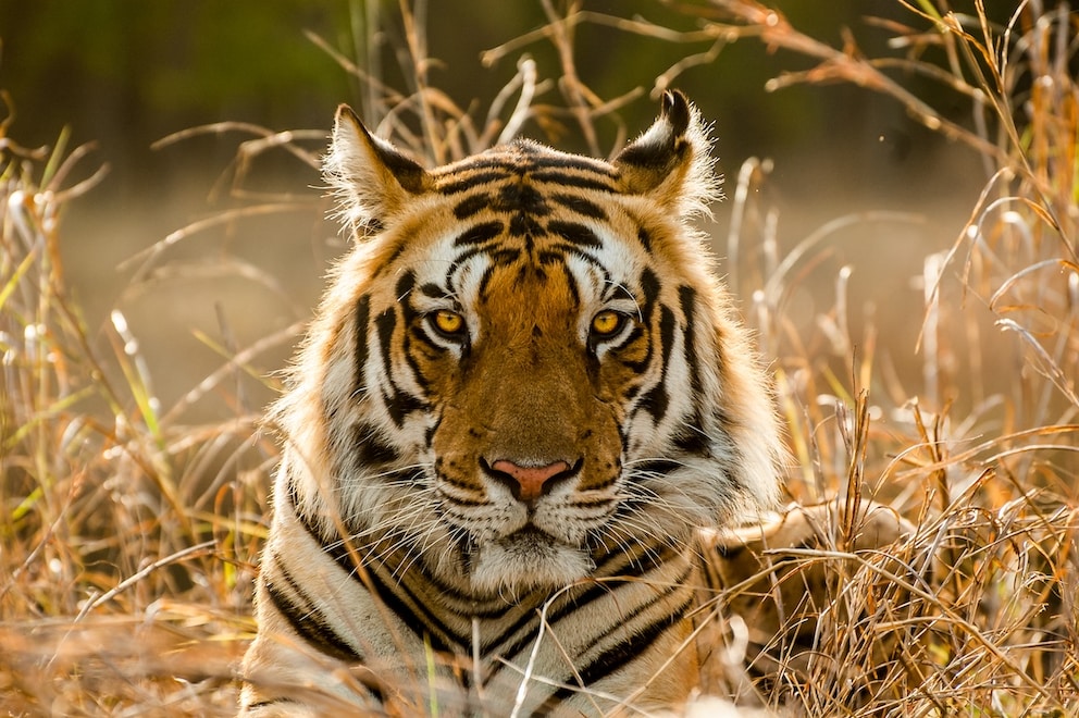 How Long Do Tigers Live?