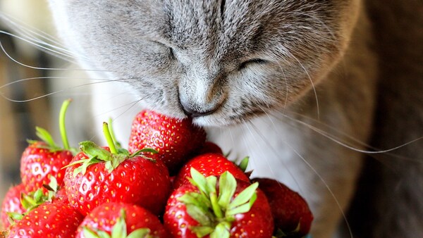 Can Cats Eat Strawberries? - PETBOOK