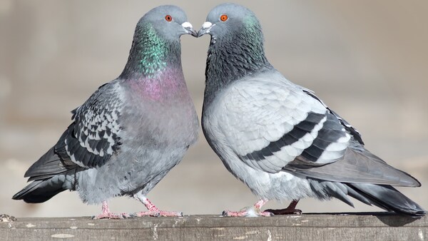 8 Fascinating Facts About Pigeons