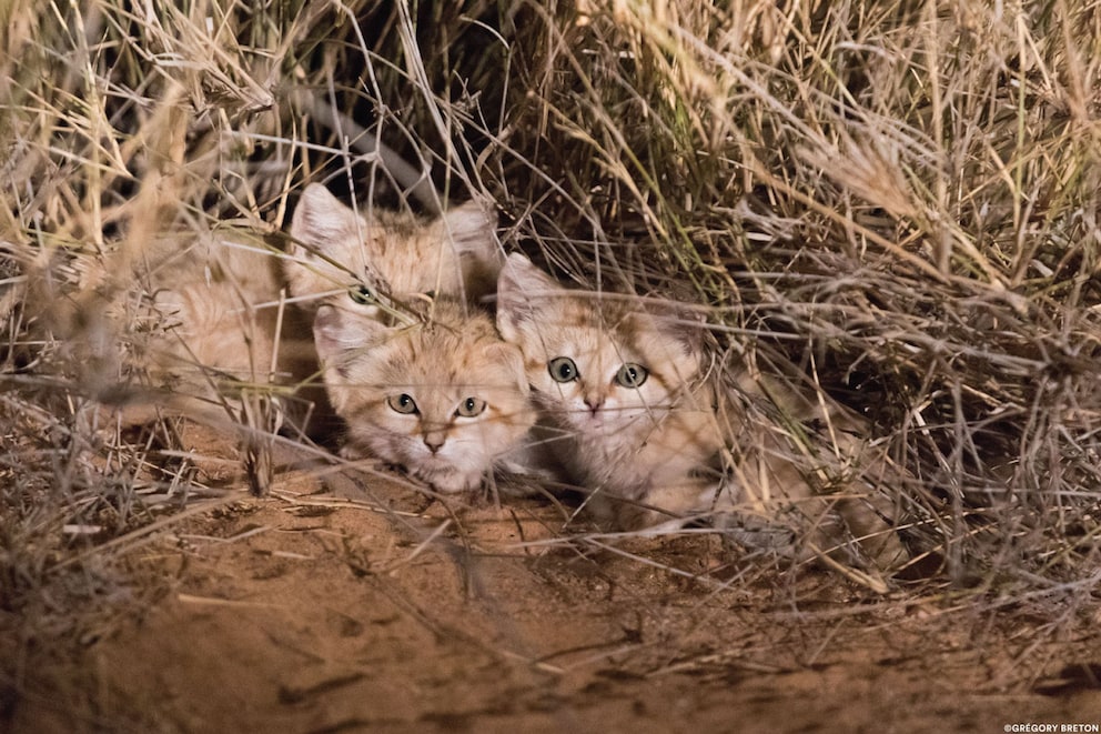 Why This Photo of Sand Cats Is Sensational