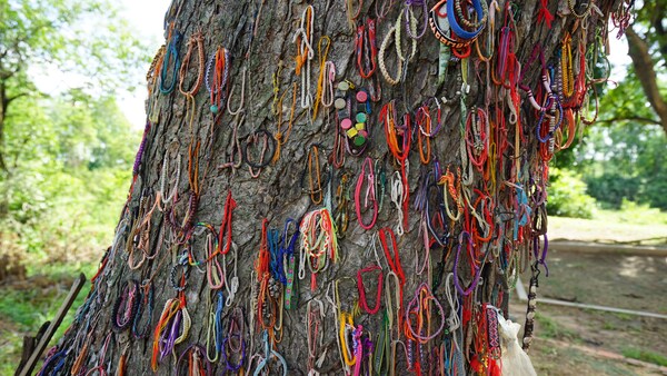 "Killing Tree": The Brutal Story of This Tree in Cambodia